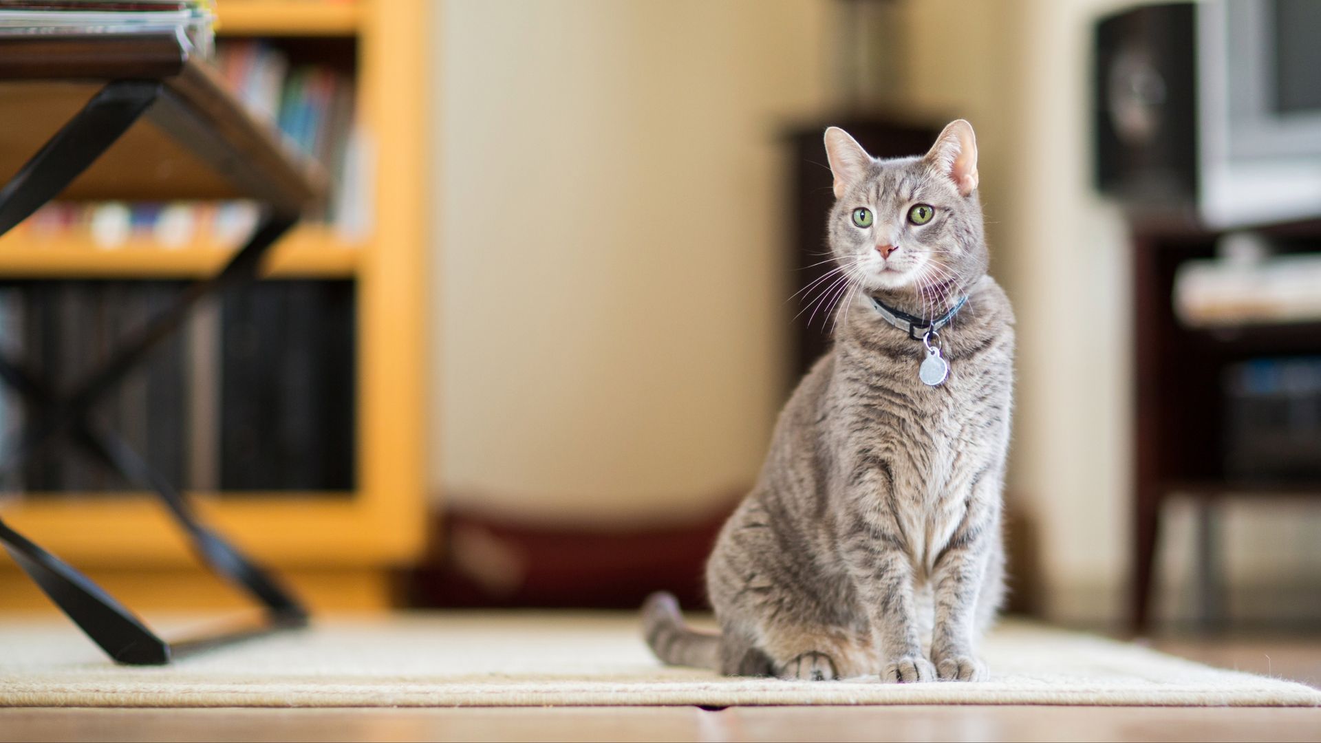 Tricks to teach your cat