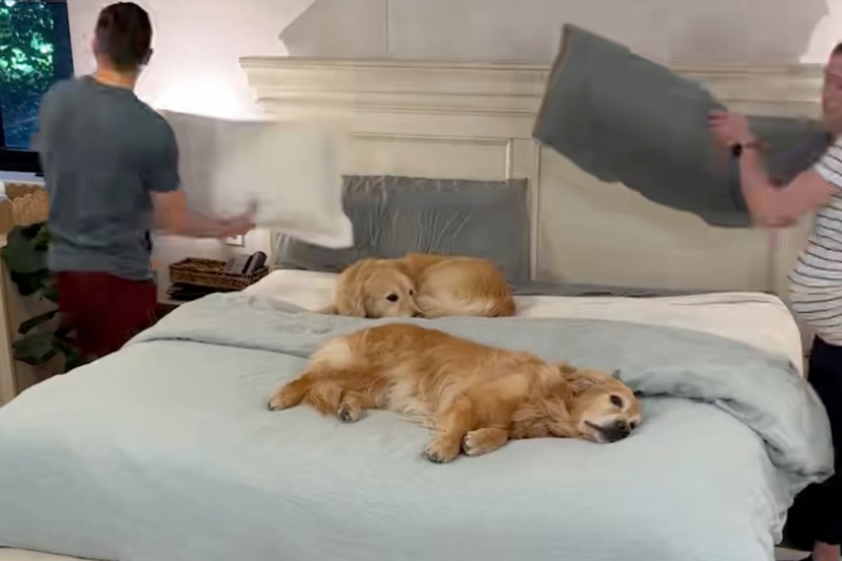 Lounging golden retrievers have hilarious (non)reaction when human ...