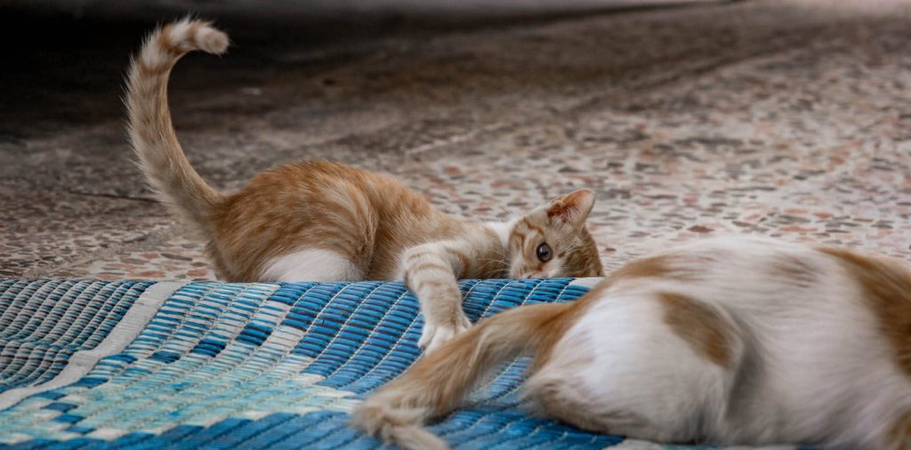 Why do your cats start sudden and loud slap fights?