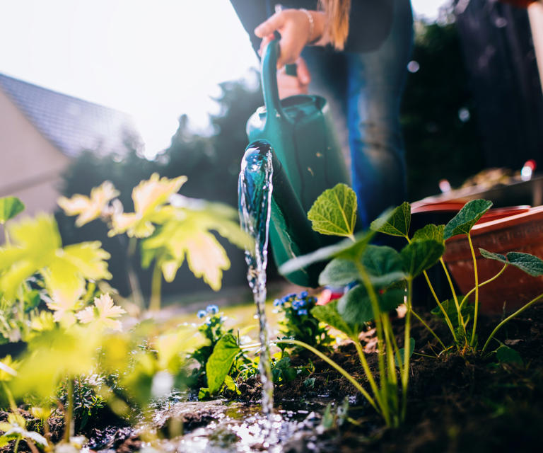Backyard plants struggling in June? Here's how to water plants in midsummer