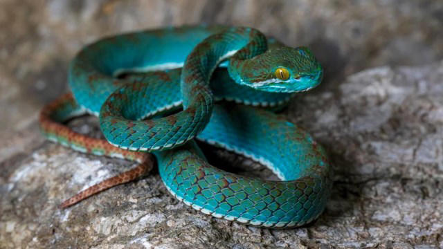 Newly described pit viper from Cambodia looks like turquoise-and-gold ...