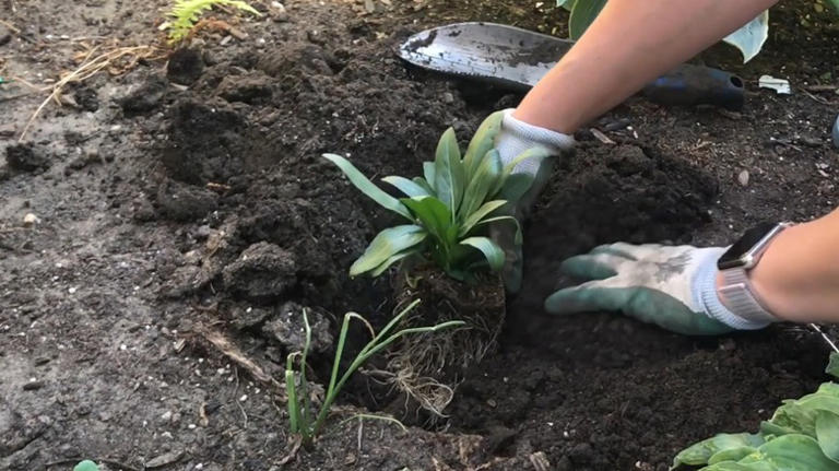 Not hostas, not spiderwort: The pretty border plant that thrives in ...