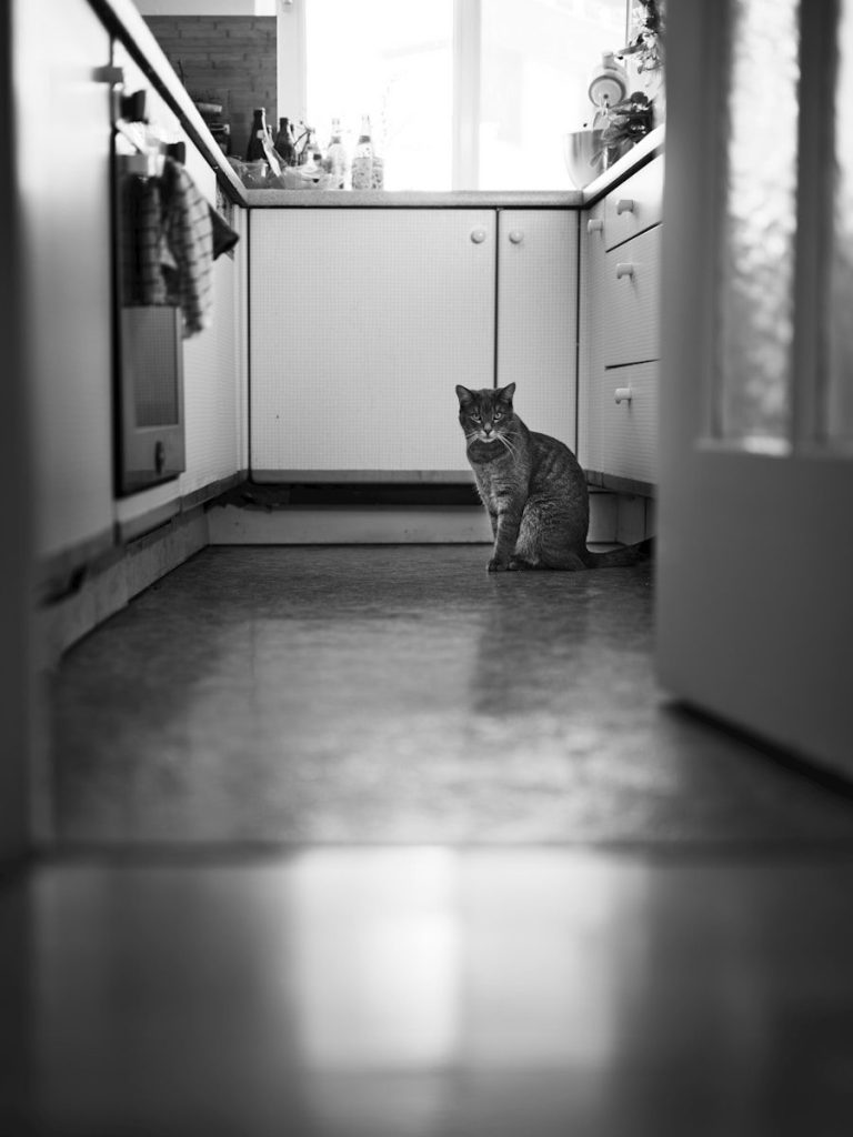 Why a simple jump turned into a hilarious feline fail