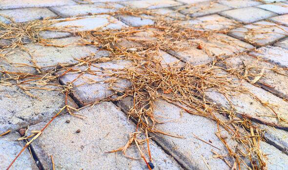 Weeds will not grow back on patios if you ditch vinegar and salt for a ...