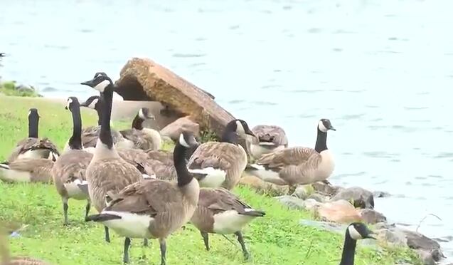 Protesters demand Edgewater HOA spare over 200 geese from planned killing