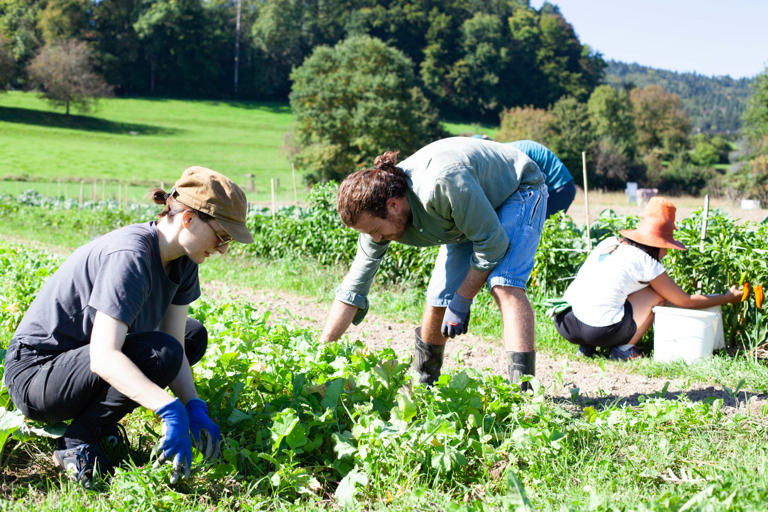 À Dietikon, 600 personnes cultivent ensemble leurs légumes