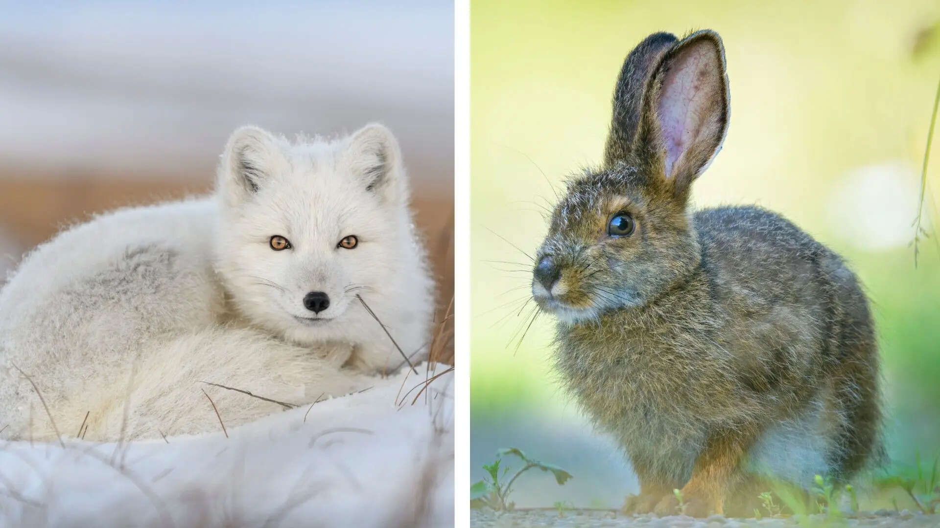 These 5 animals turn white in winter – here's why