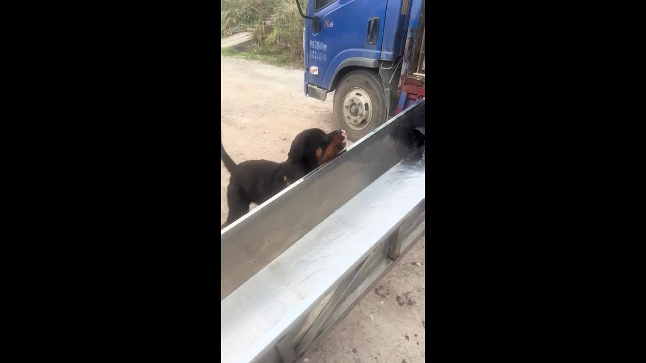Rottweiler excitedly chases fish during live delivery unloading in ...