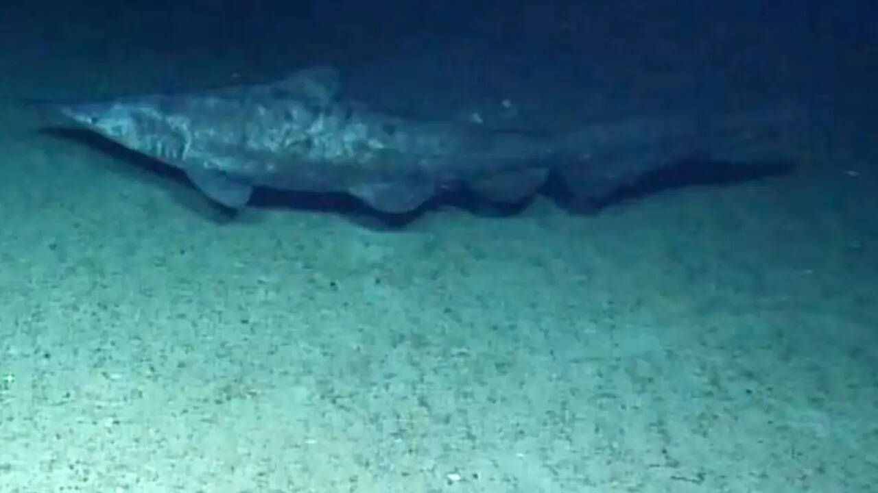 Rare goblin shark filmed alive in the wild for the first time ...