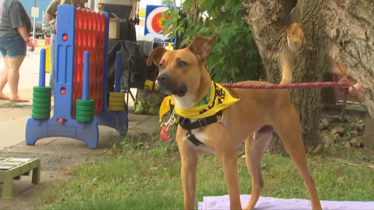 Flash tattoo event supports Beaver County Human Society
