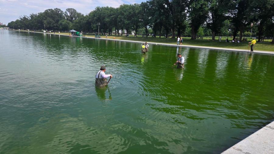 Algae returns to Reflecting Pool days after completion of $14.2 million ...