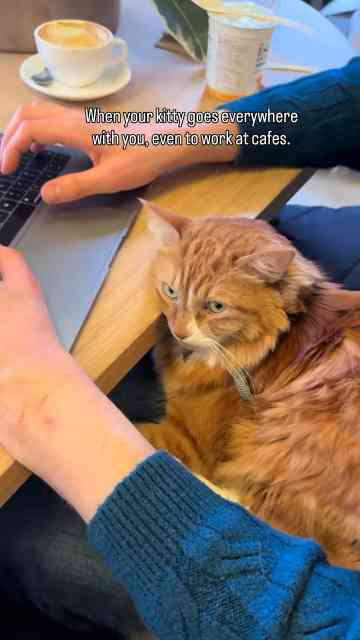 Certified velcro cat that never leaves your side