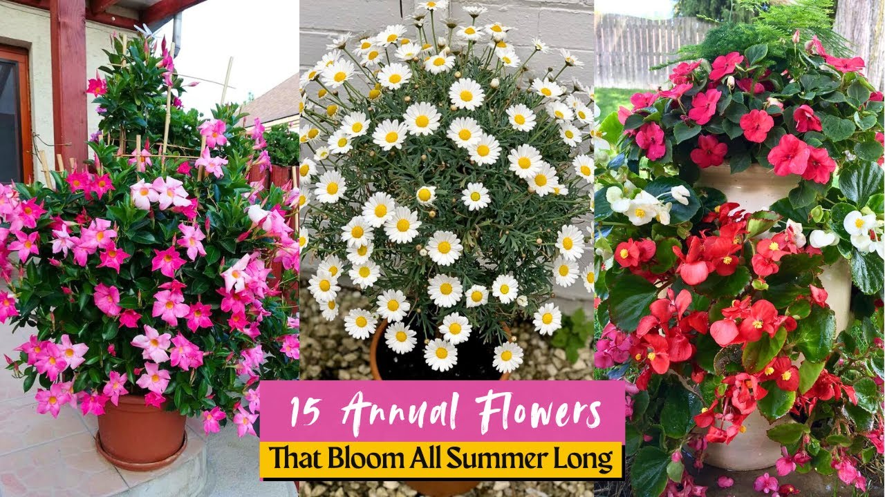 Long blooming annual flowers for bright summer gardens