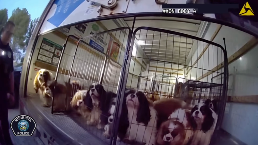 33 dogs rescued from box truck, SUV during Riverside County animal ...