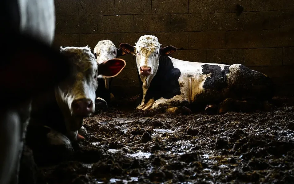 Science debunks farm myths and reveals cows’ social bonds