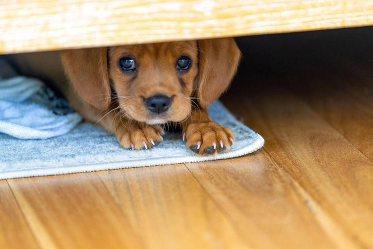 Dog expert shares heartbreakingly common gesture signalling your pet is ...