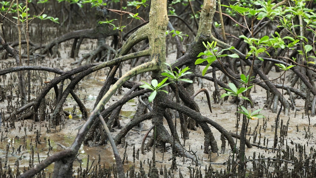 Mangroves making a quiet comeback for our coasts