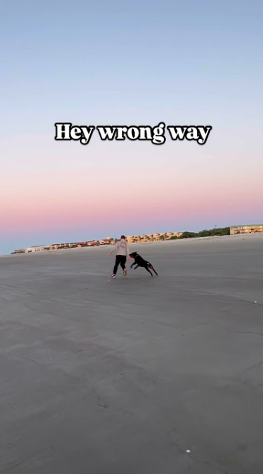 This adorable rottweiler puppy is guaranteed to make you smile