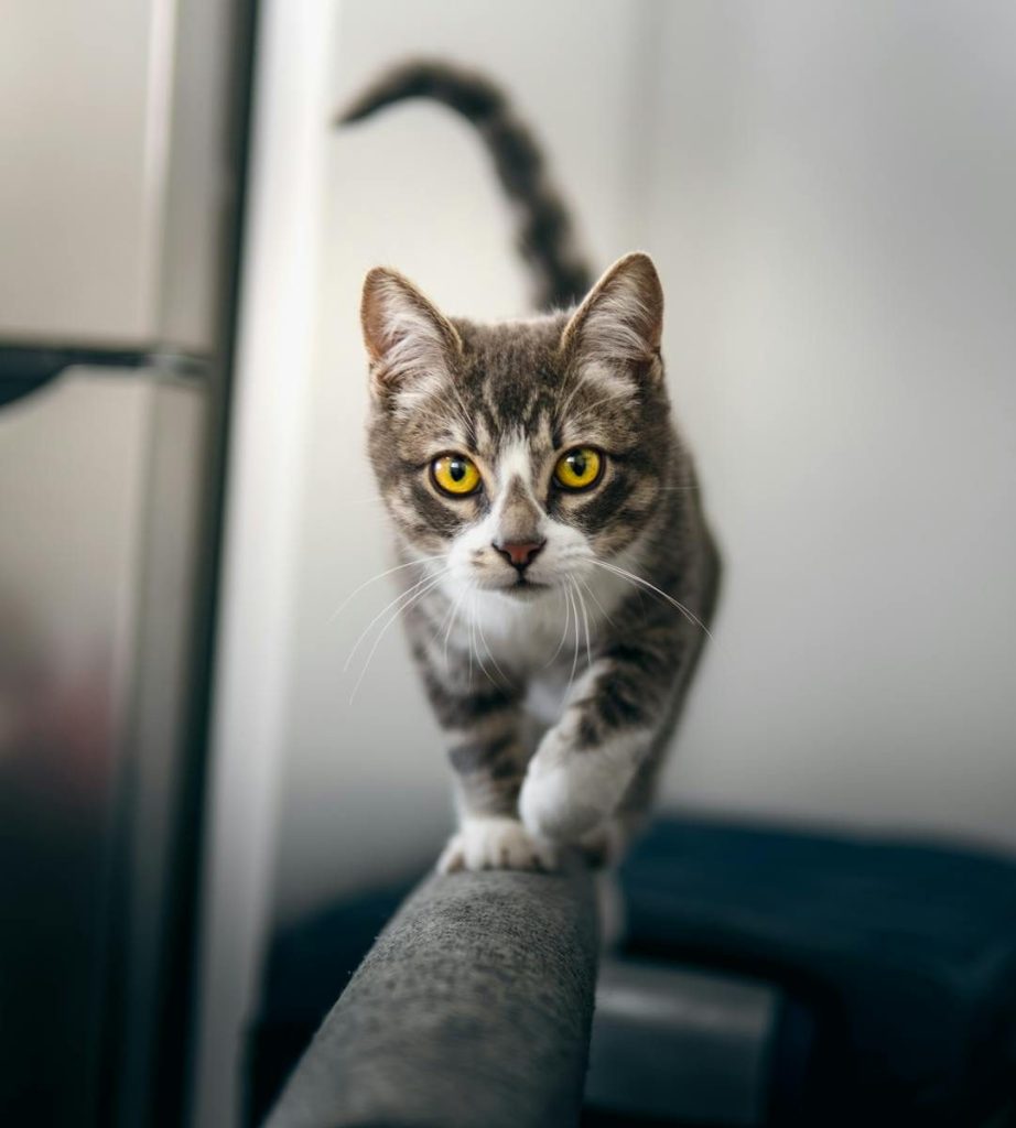 Why do some indoor cats become obsessed with running wheels?