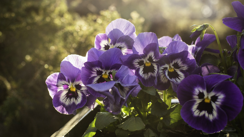 15 annual plants perfect for your front yard