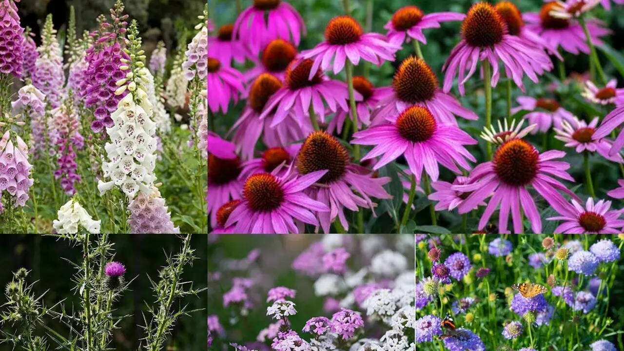 10 best plants to attract pollinating insects to your garden this summer