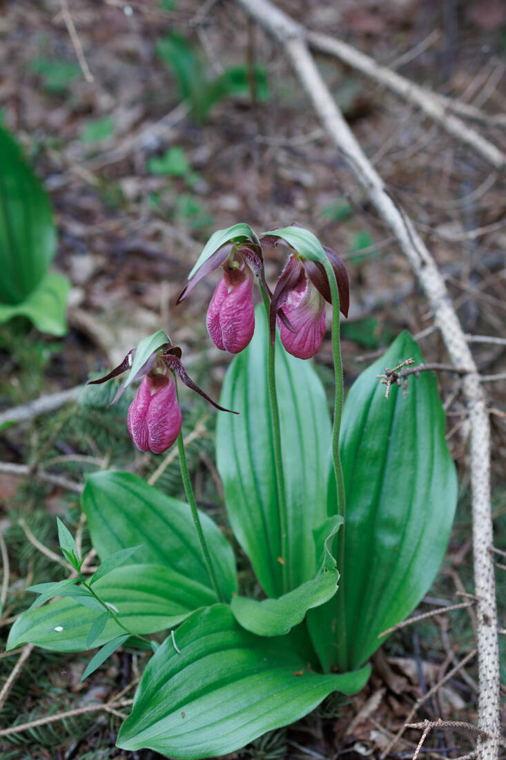 11 things nobody tells you about pink lady’s slipper orchids