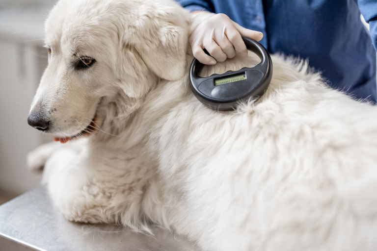 Why pet microchips last years but still need updates