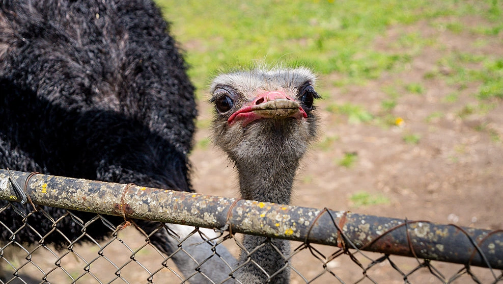 Viral baby ostrich video spotlights species’ extreme eye-to-brain ratio