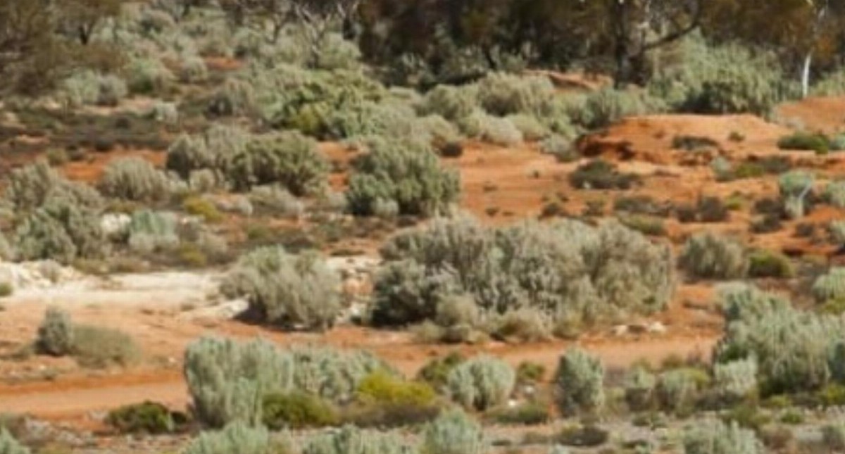 Yandal Resources hits gold in RC pre-collars at Flushing Meadows