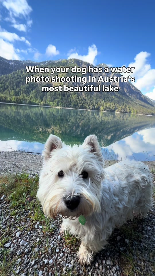 Dog photoshoot at Plansee Lake Austria