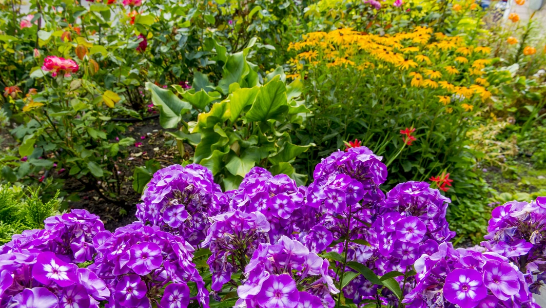 Phlox flowers that transform your garden space
