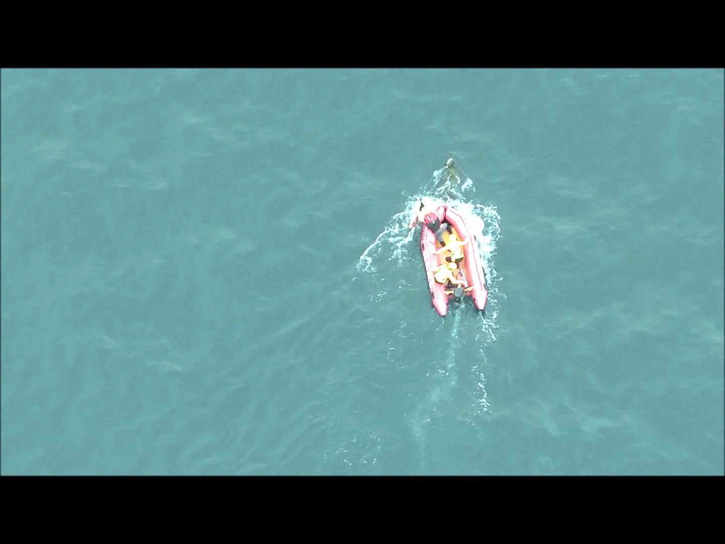 Whale rescue pt 2