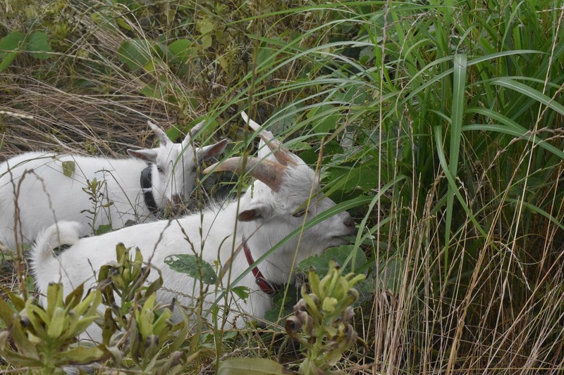 City in Japan's Mie Pref. turns to goats to mow grass in bid to cut costs