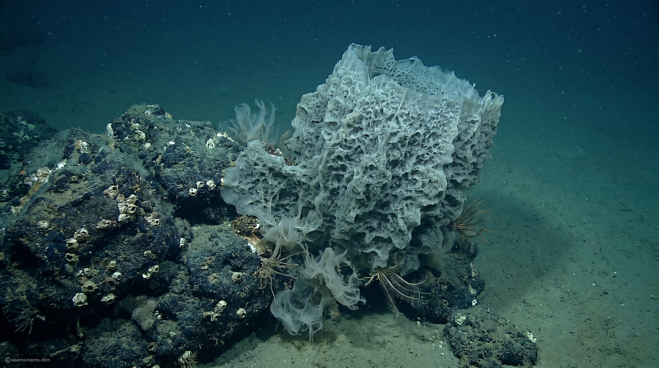 Discover the remarkably long-living tissue found in sea creatures