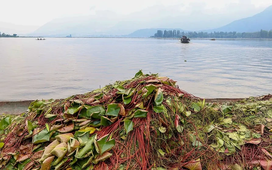 Stopping invasive plants before they spread
