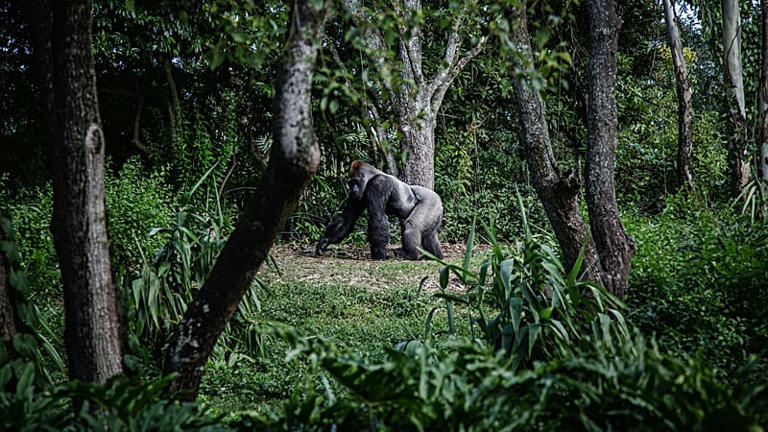 Efekt Attenborougha napędza boom na turystykę goryli w Rwandzie