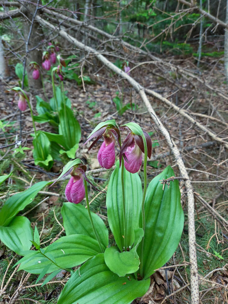 11 things nobody tells you about pink lady’s slipper orchids