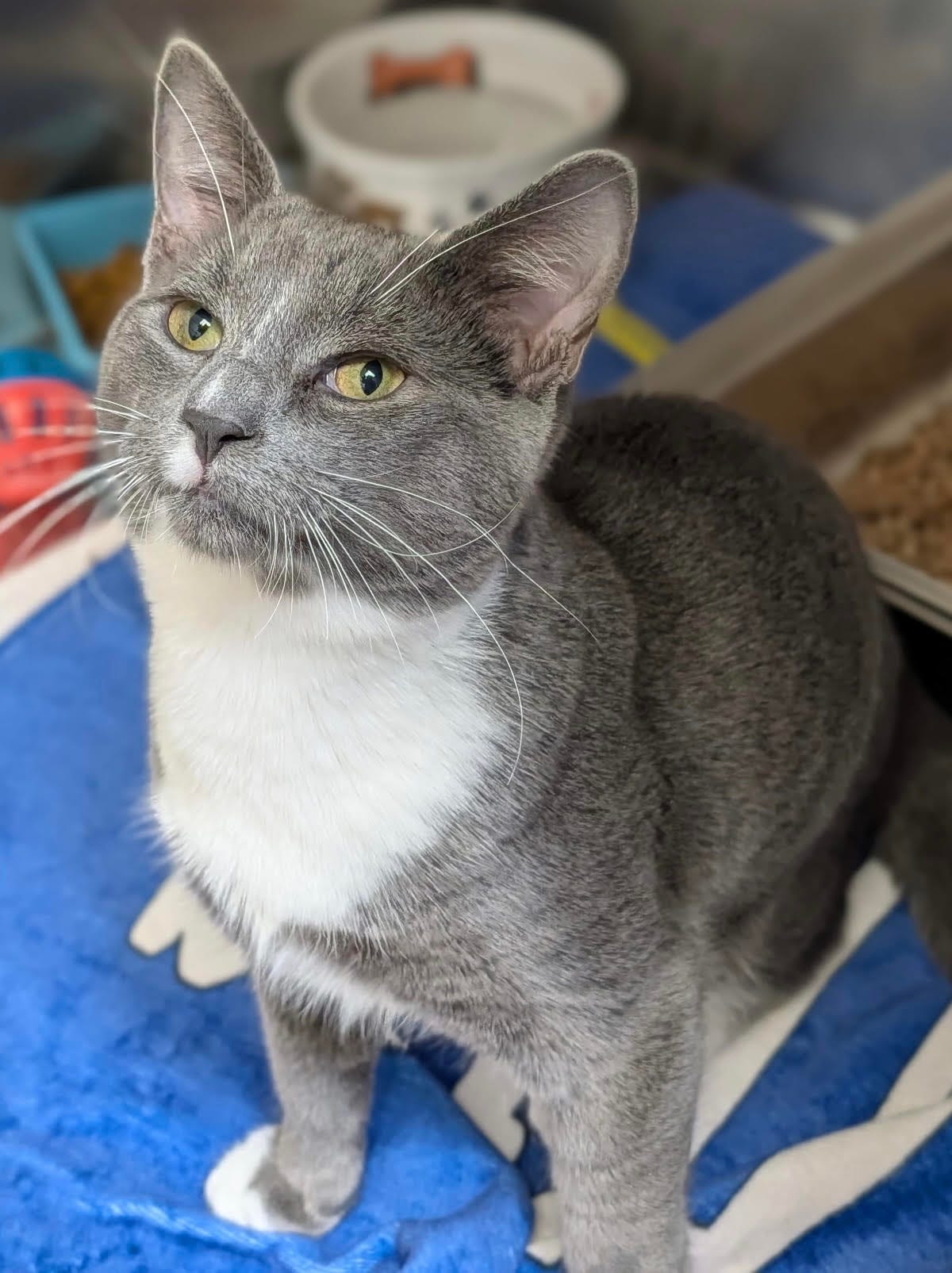 My cat won't use the litterbox. Is the reason physical or behavioral?