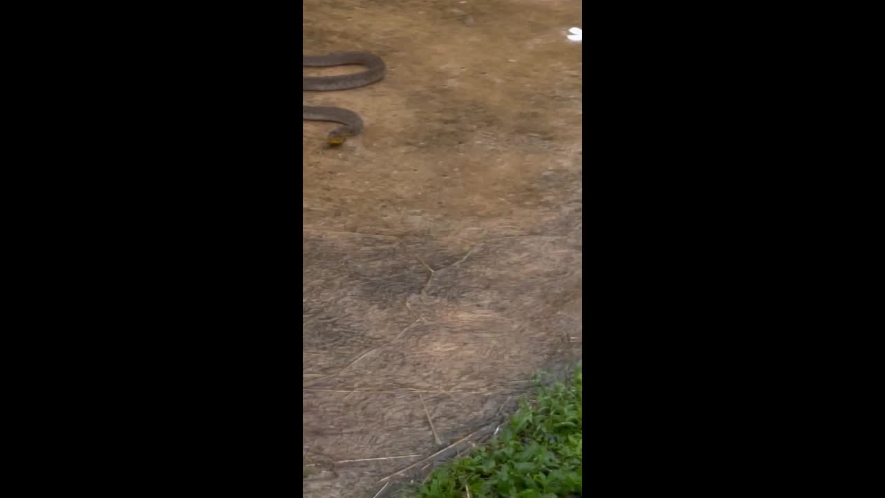 Family shocked as snake emerges on driveway during rainstorm