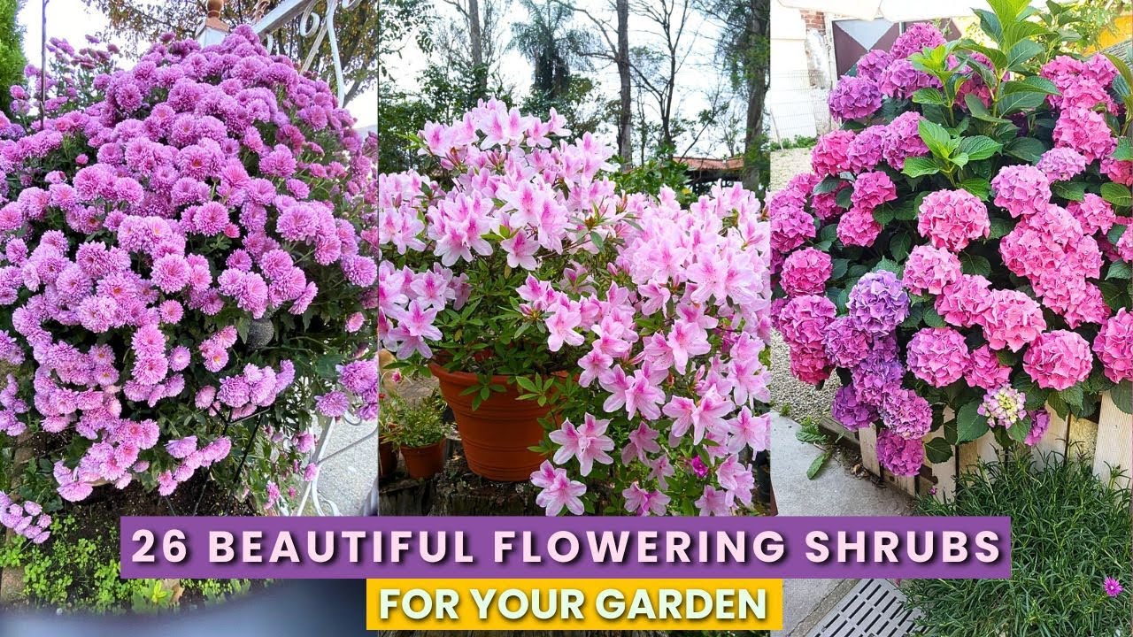 Beautiful shrubs that produce stunning seasonal blooms