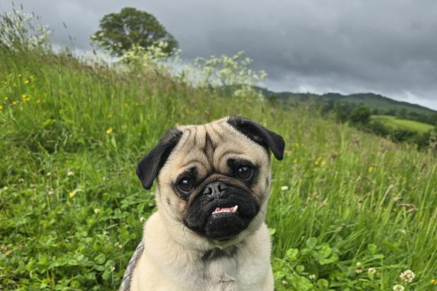 Happy adventurer Doug the pug needs active family to join his journeys