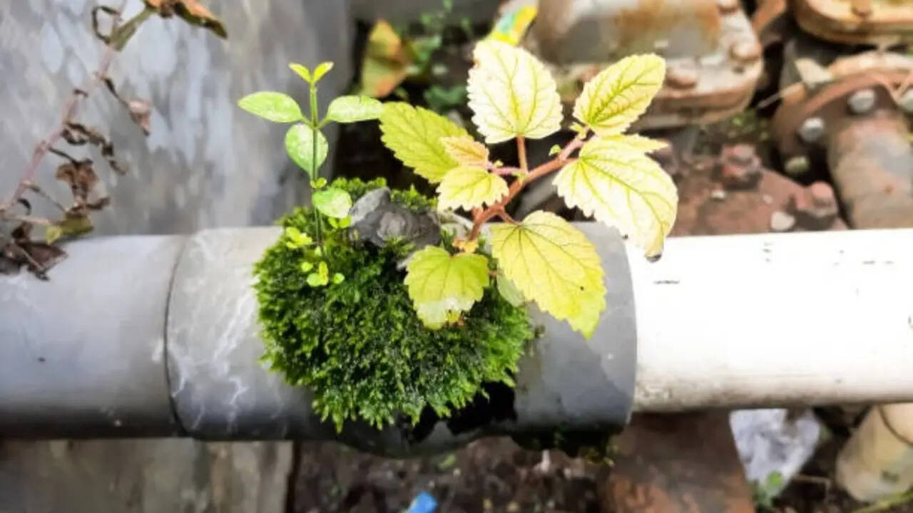 7 garden mistakes that can clog drains and lead to costly maintenance ...