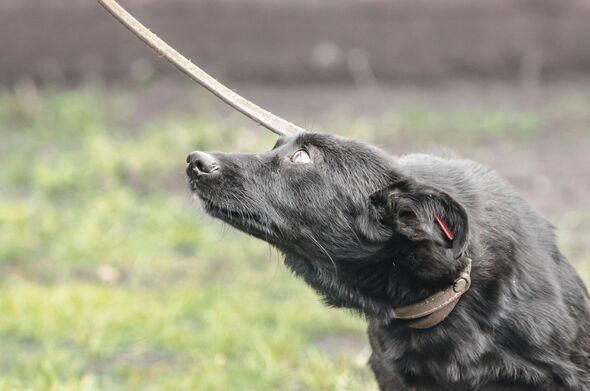 Dog expert shares heartbreaking sign your pet is overwhelmed and anxious
