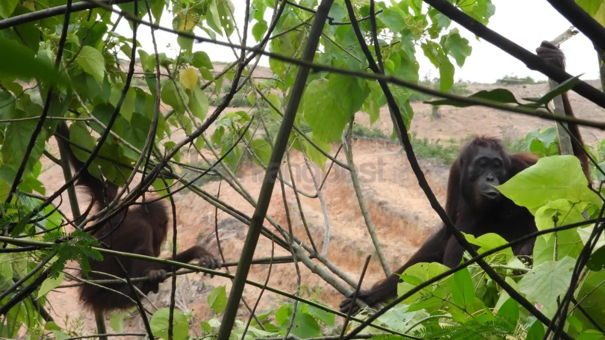 Lindungi orangutan morio, BKSDA Kaltim desak konsesi tambang dan sawit ...