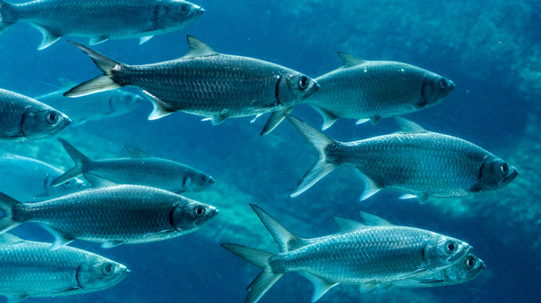 14 facts about sardines you should know