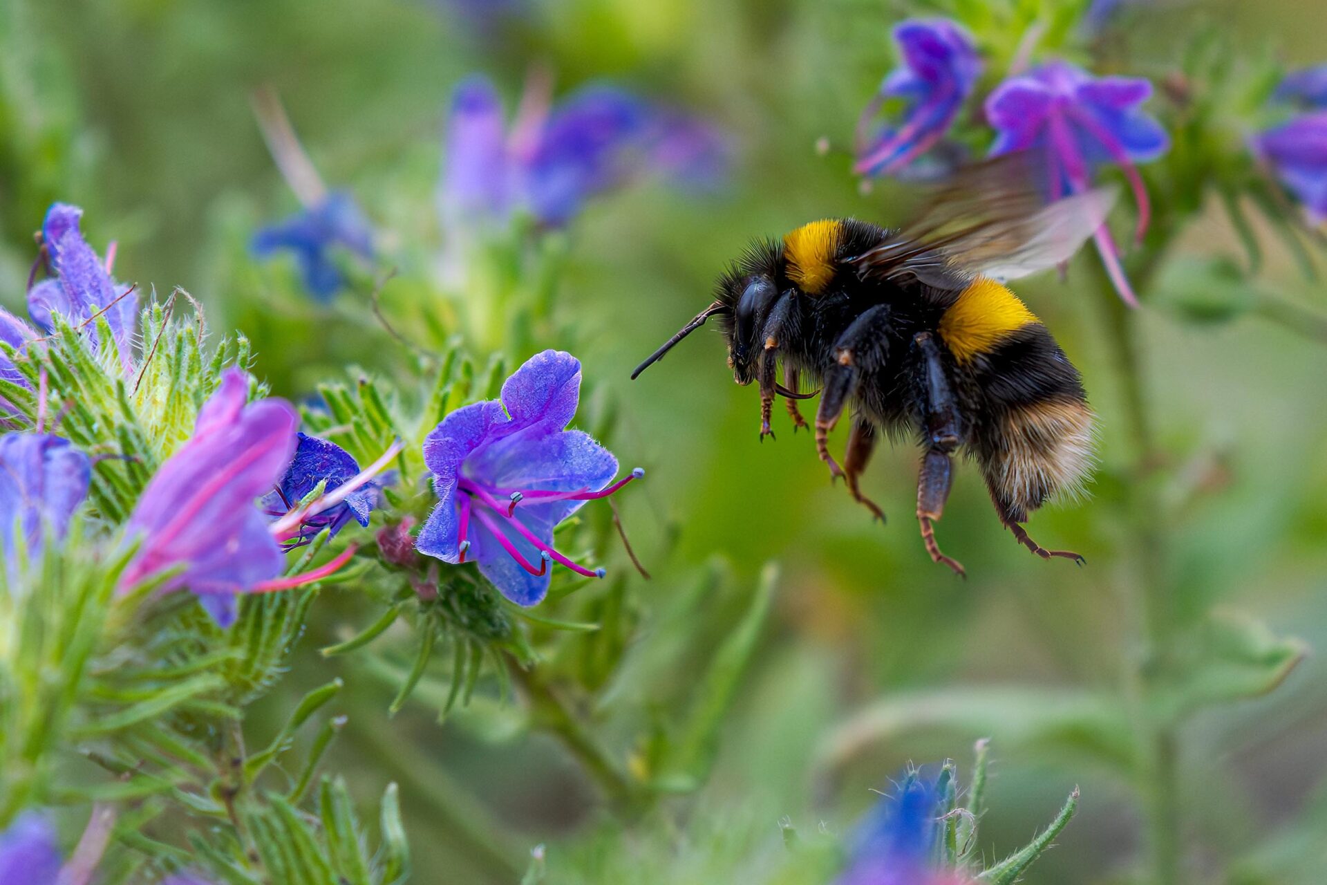 Een levendig eerbetoon: Britse natuur zal nieuwe pondbiljetten sieren
