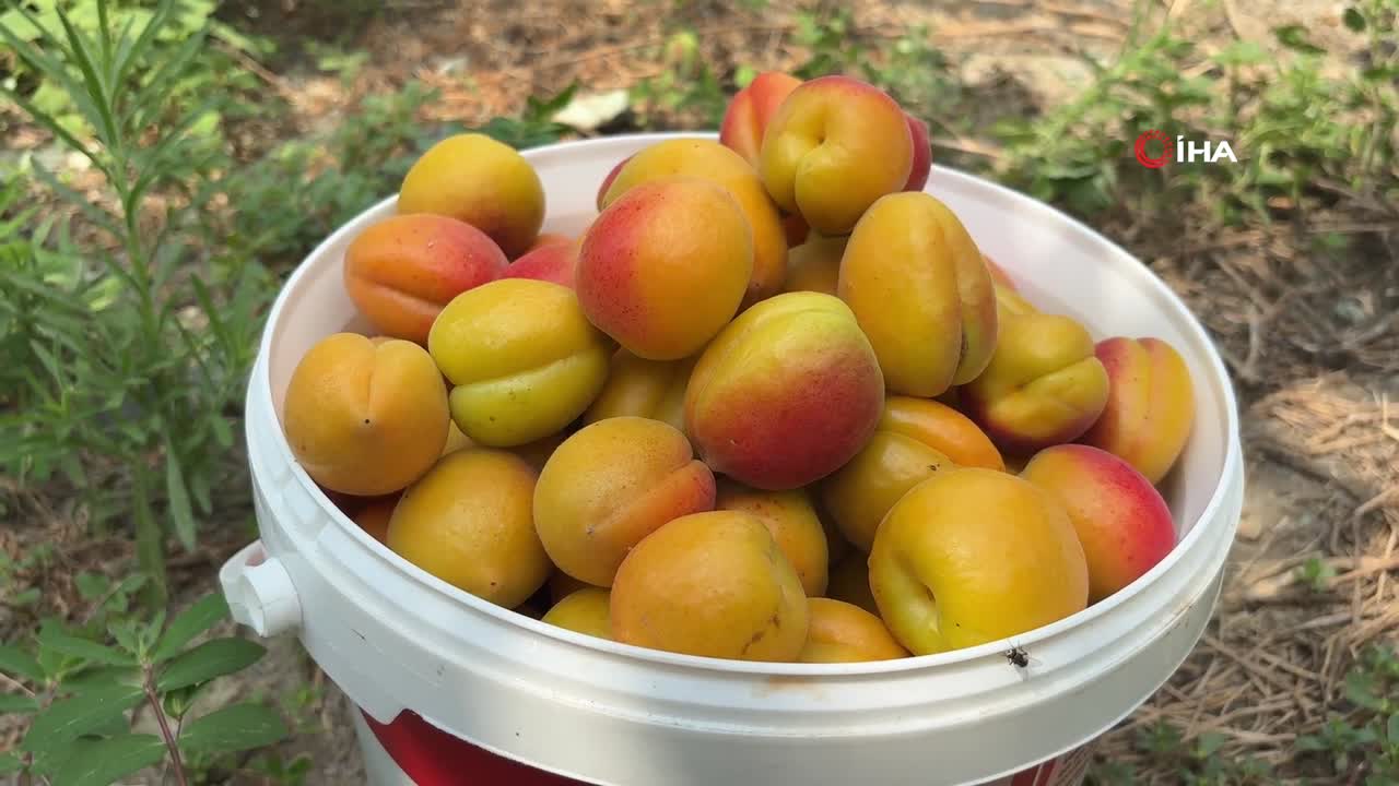 Orange Ruby Kayısıda Başarı Hikayesi