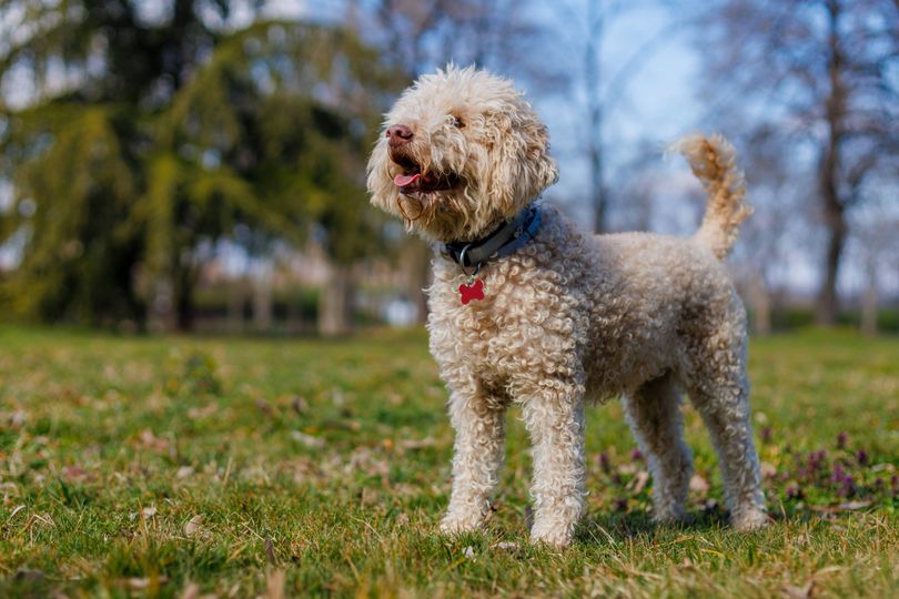 What a dog's tail wagging really means — it's not always a sign they're ...