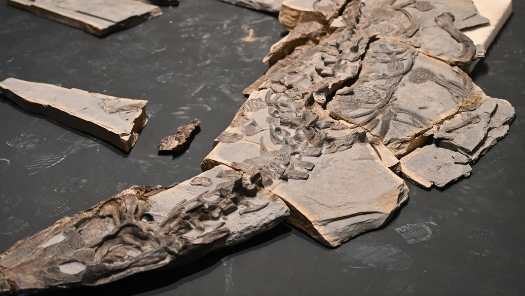 Travel through time at Earth’s greatest fossil sites
