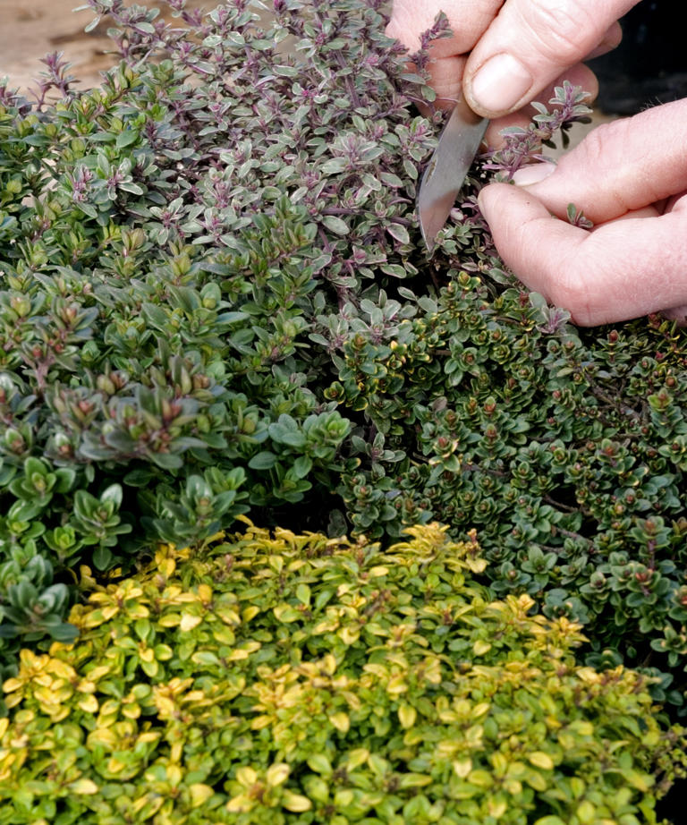 When and how to harvest thyme so it keeps growing – pick the herb at ...